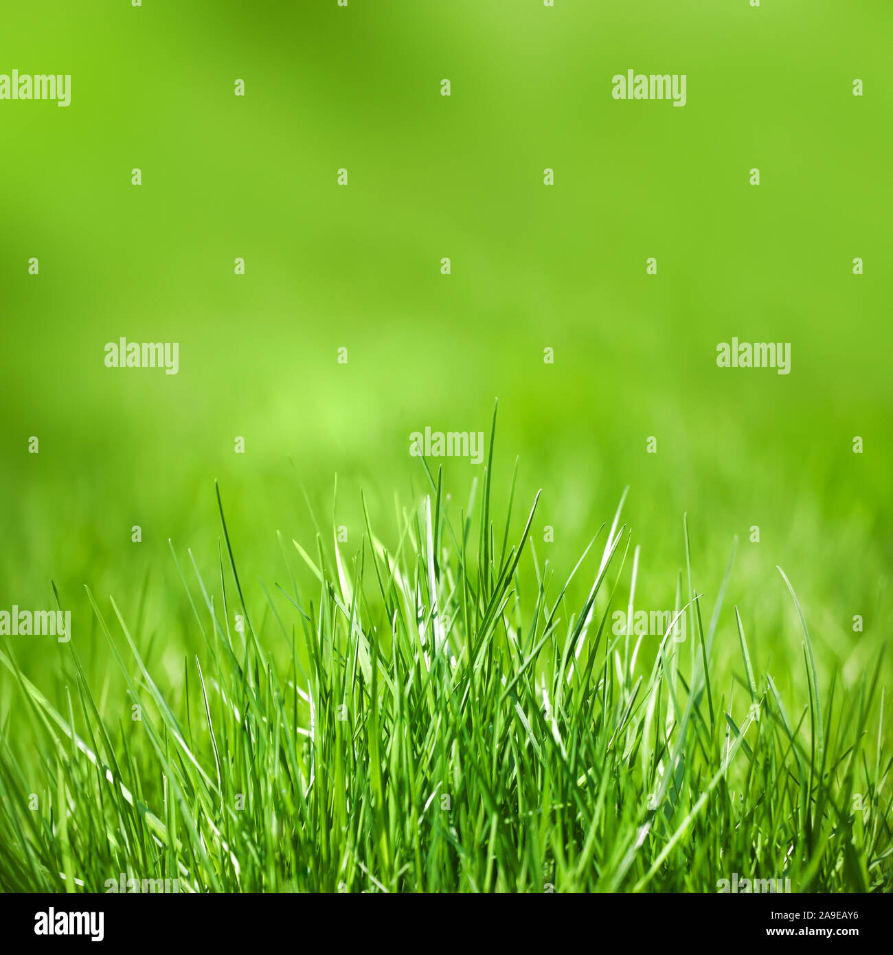 A photography of a green grass background Stock Photo - Alamy