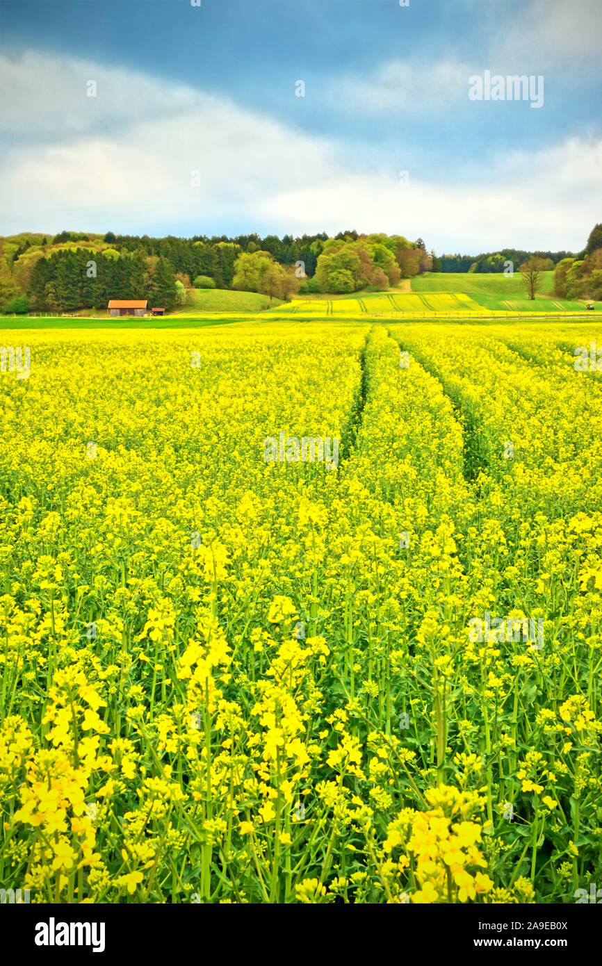 A photography of a yellow raps field in Bavaria Germany Stock Photo - Alamy