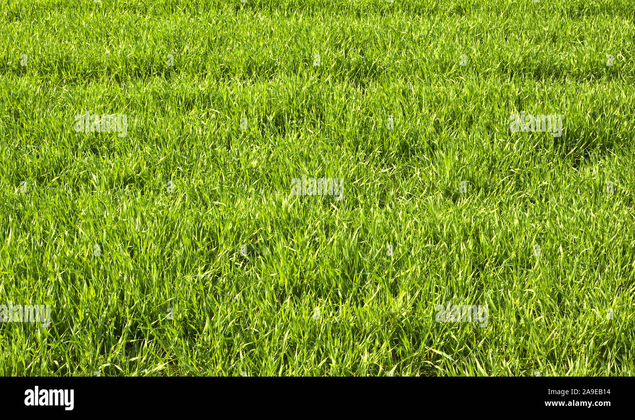 A photography of a green grass background Stock Photo - Alamy