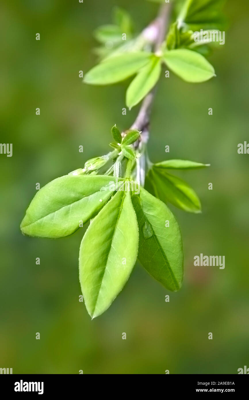 A photography of a green leaf in early spring Stock Photo - Alamy