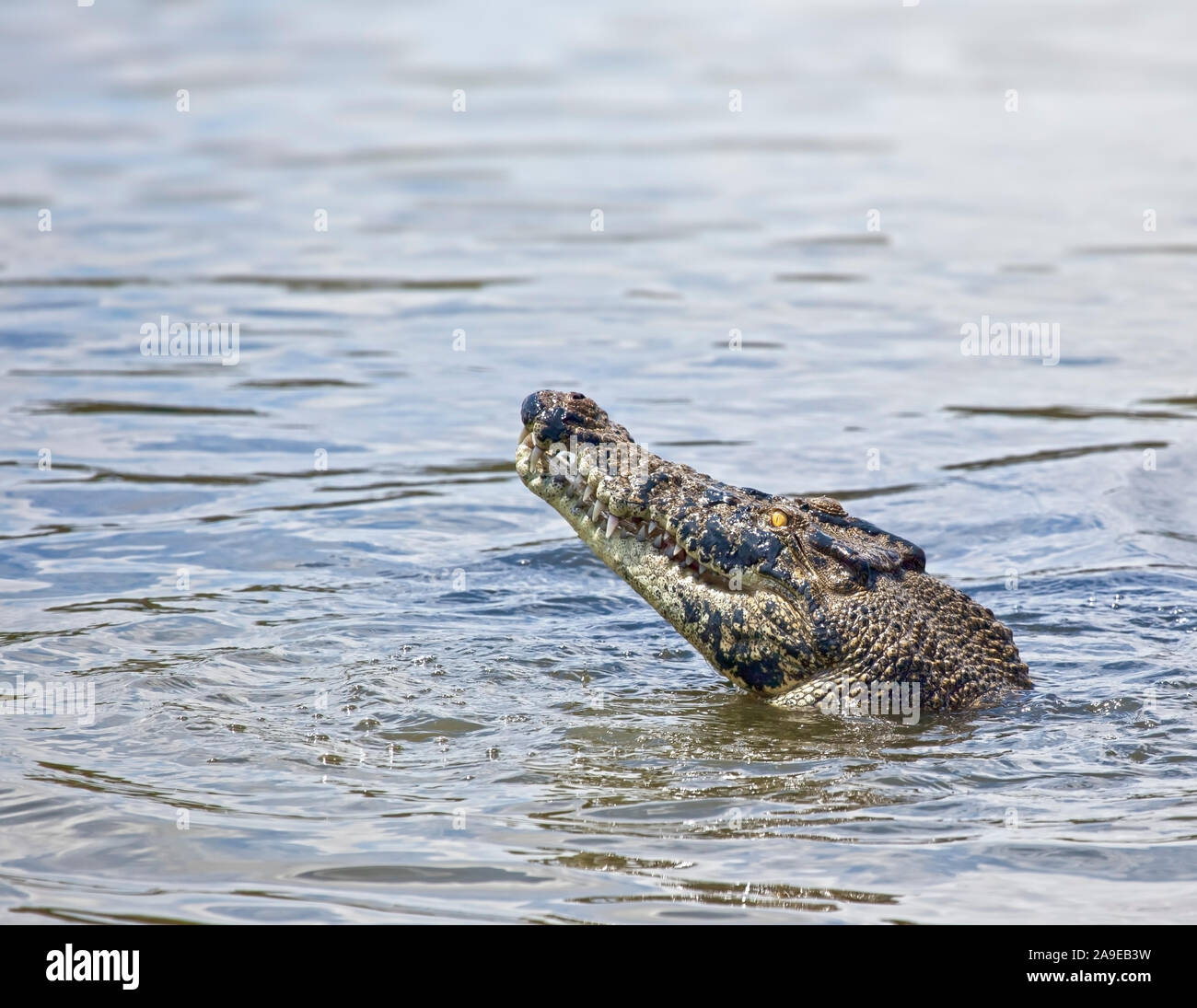 An image of a salt water crocodile in Australia Stock Photo - Alamy