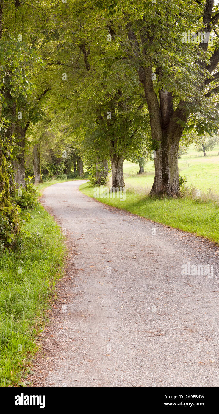 An image of a nice walk through the forest Stock Photo - Alamy
