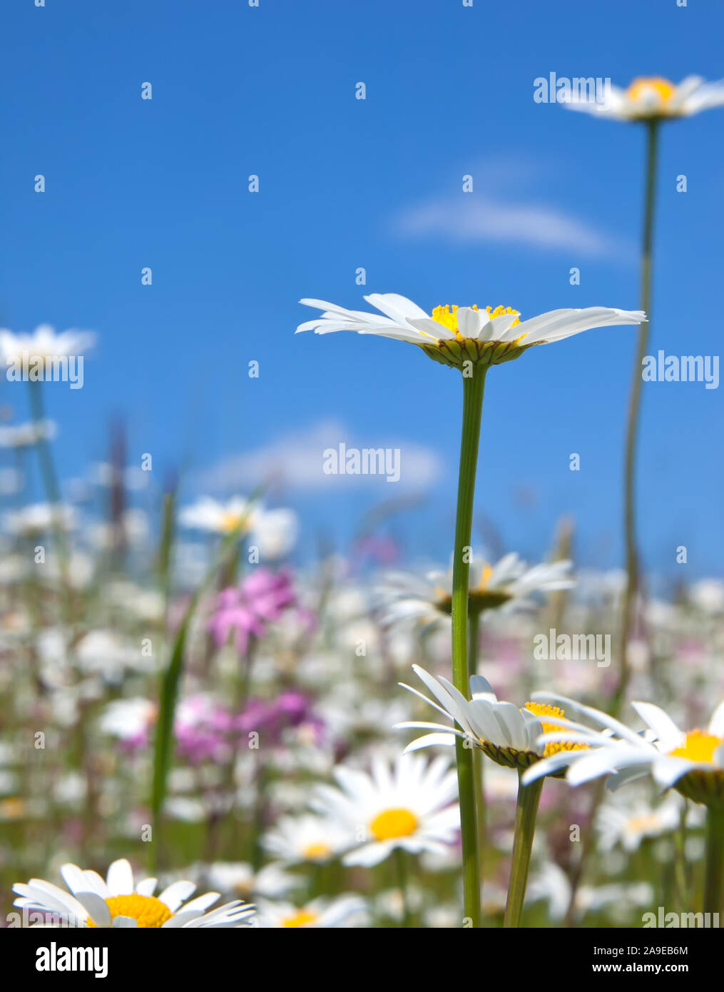 An image of a beautiful marguerite background Stock Photo - Alamy