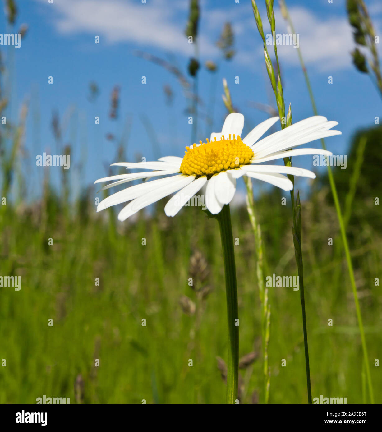An image of a beautiful marguerite background Stock Photo - Alamy