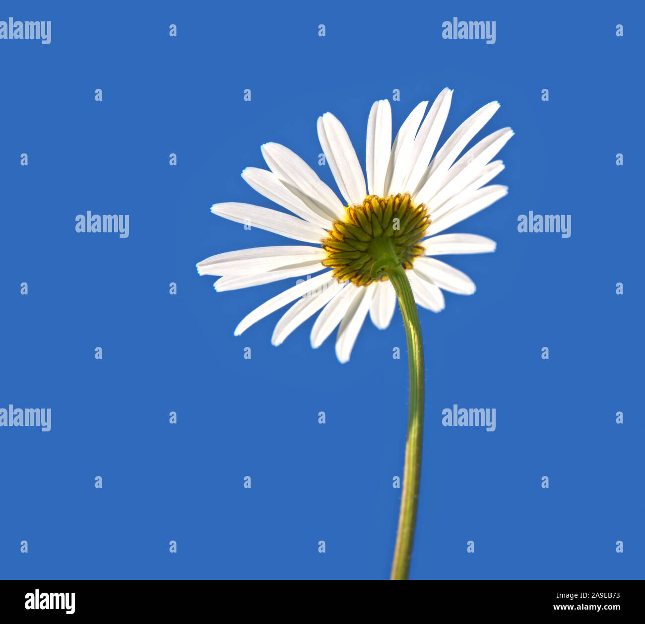 An image of a beautiful marguerite background Stock Photo - Alamy