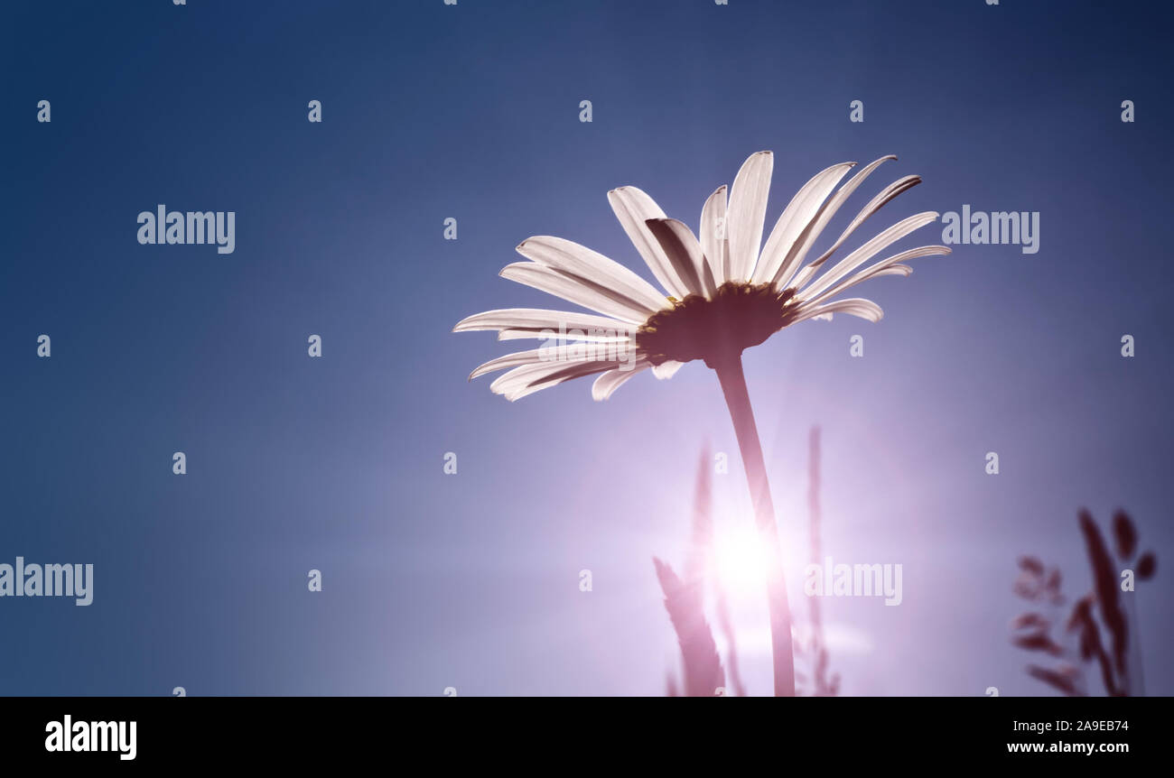 An image of a beautiful marguerite background Stock Photo - Alamy