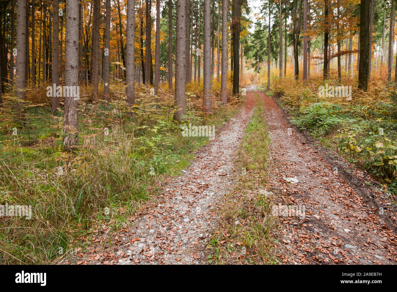 An image of a nice autumn forest background Stock Photo - Alamy