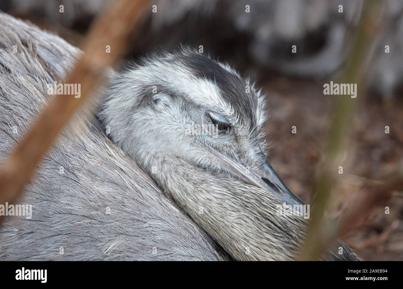 Sleeping emu bird, resting on the ground Stock Photo - Alamy