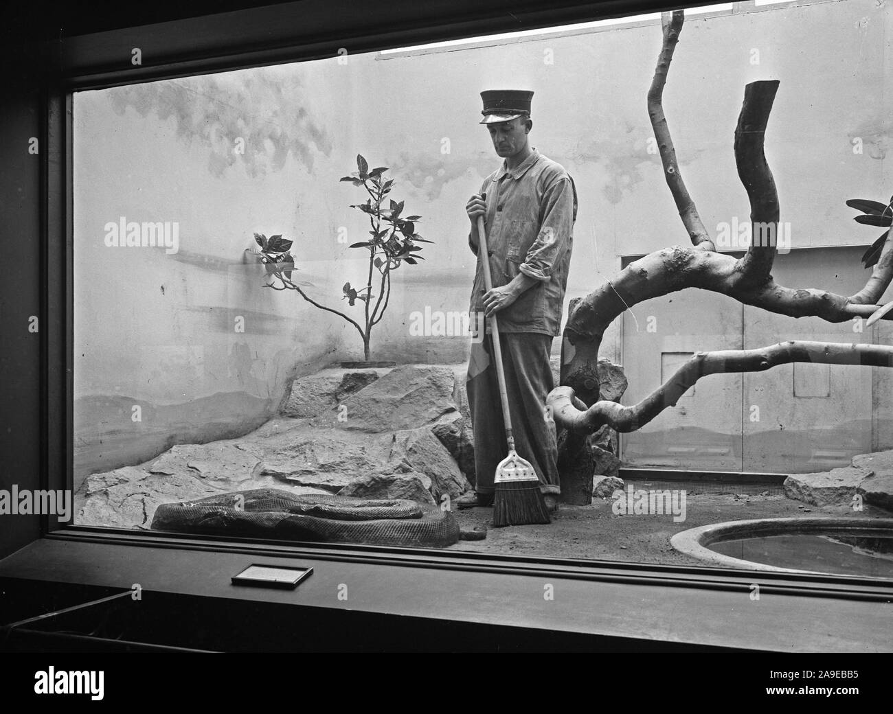 Man with broom in snake exhibit ca. 1931 Stock Photo - Alamy