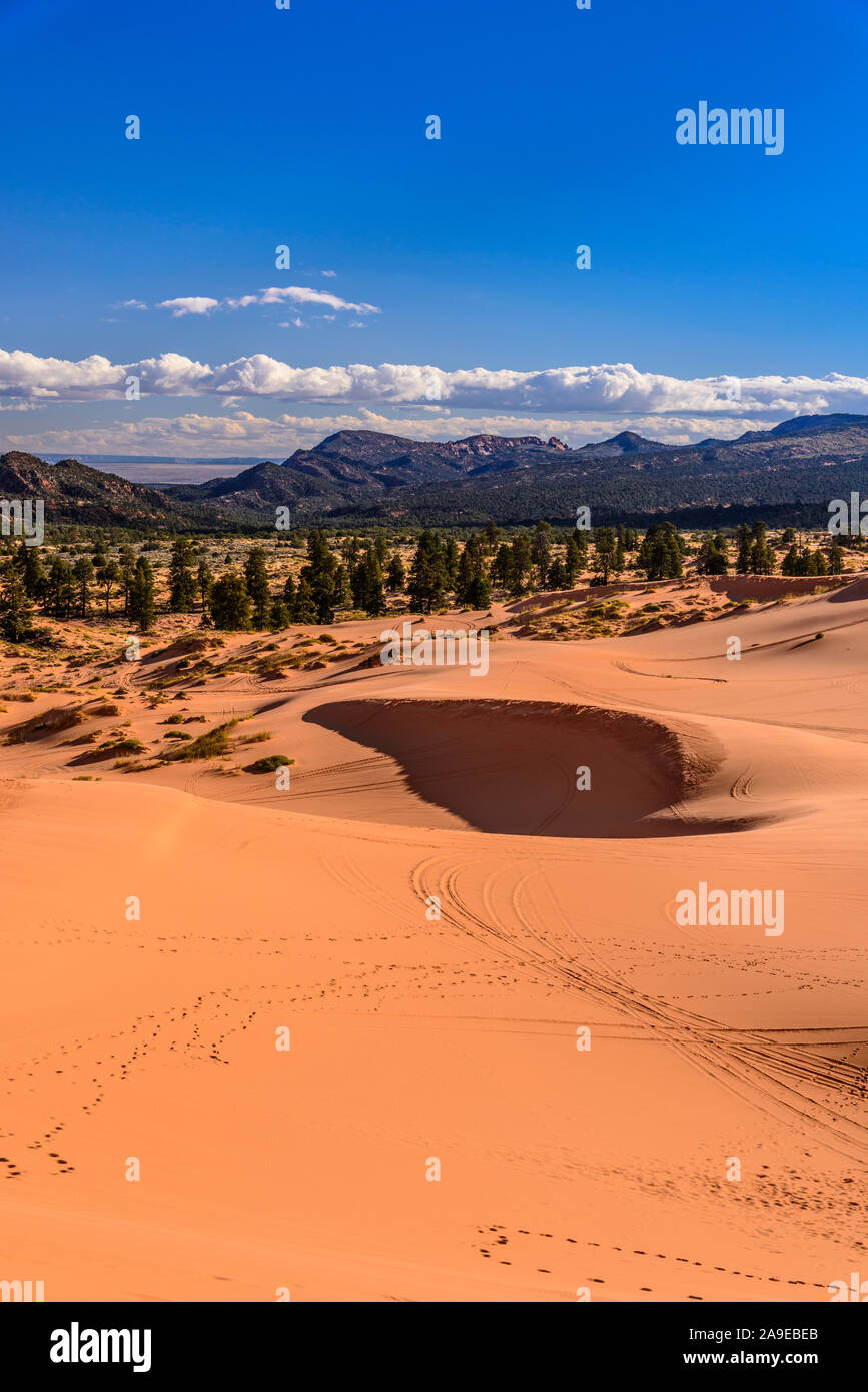 The USA, Utah, Kane County, Kanab, Coral Pink Sand Dunes State park ...