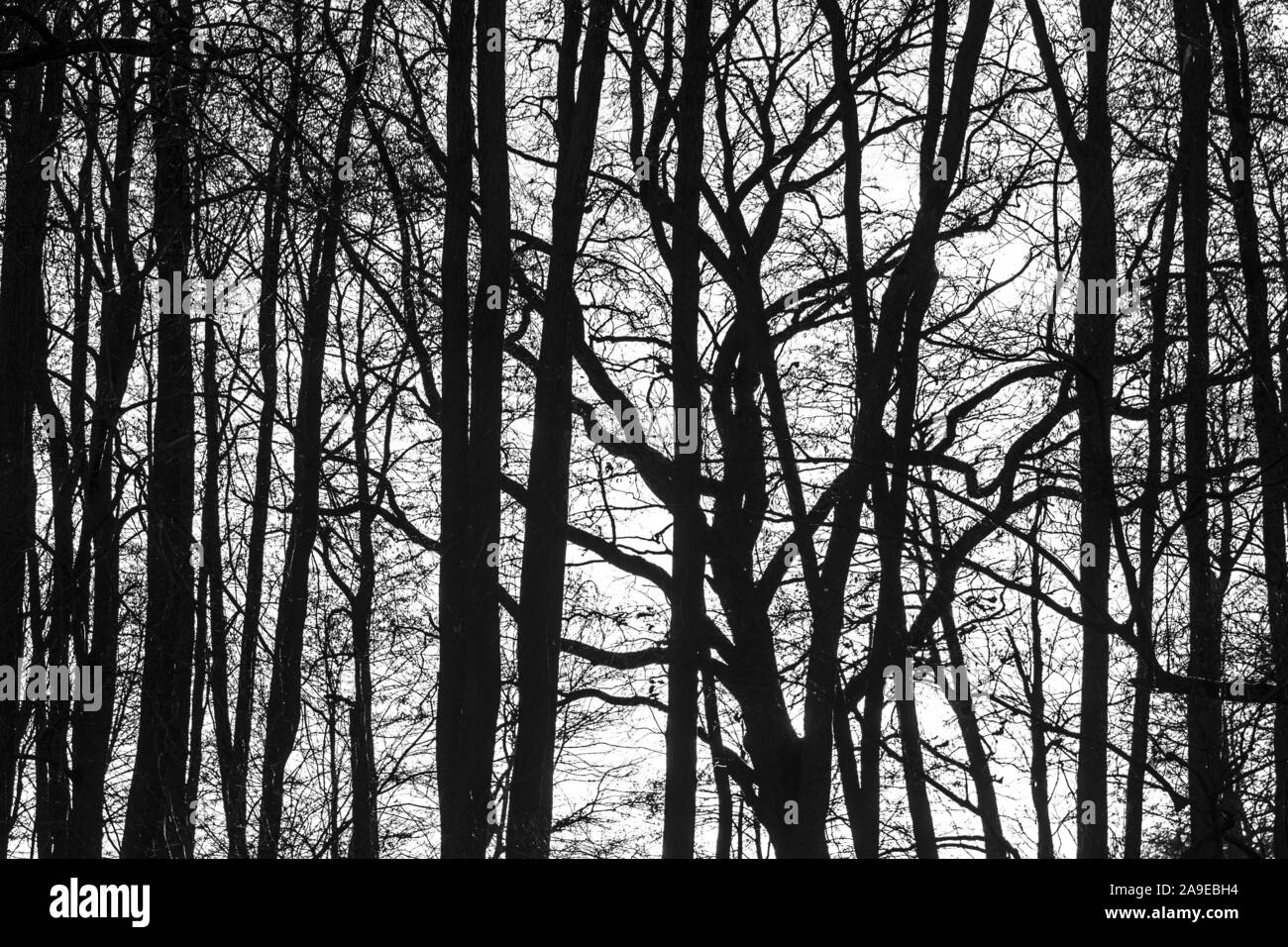 Trees, back light Stock Photo - Alamy