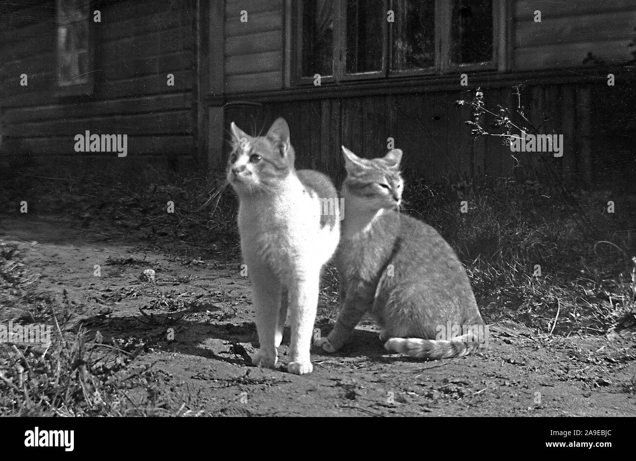 Two cats outside on a sunny day ca. 1920 Stock Photo - Alamy