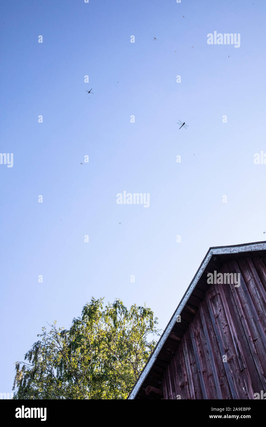 Dragonflies flying in group hi-res stock photography and images - Alamy