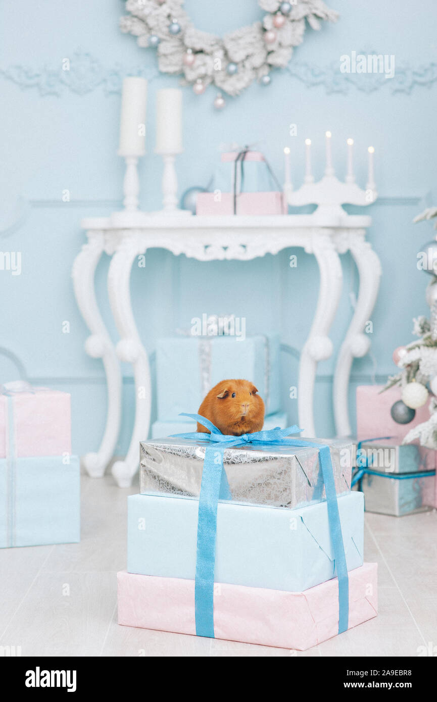 little brown guinea pig sit on gift box in christmas decoration Stock ...
