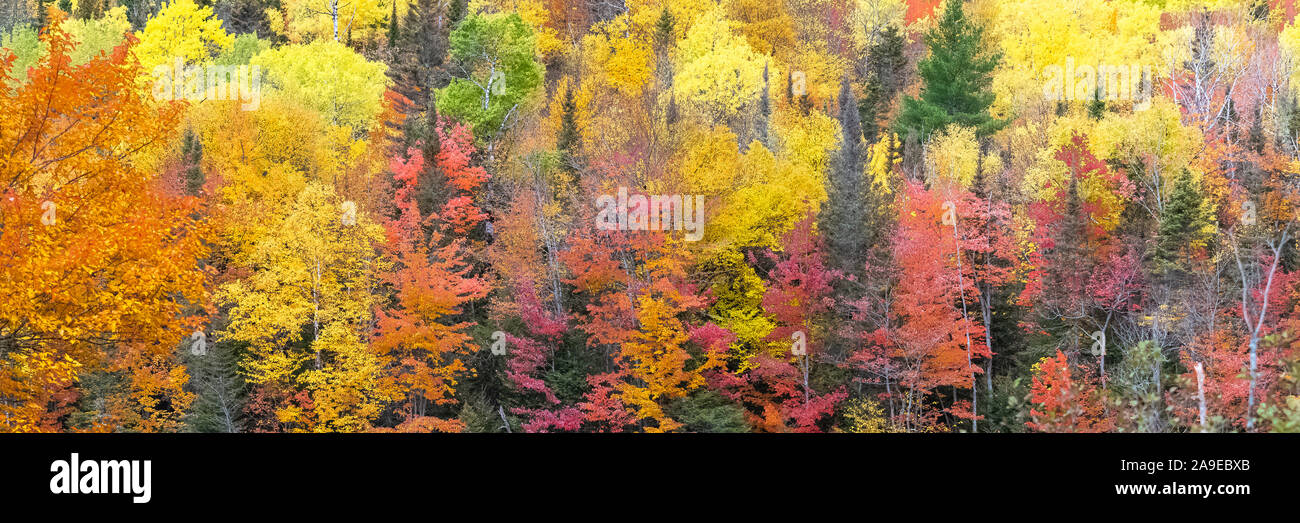 A forest in Canada, during the autumn, beautiful colors of the trees ...