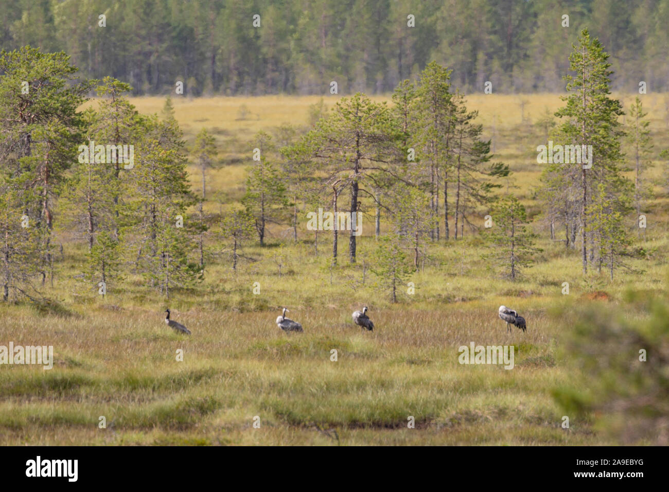 Finland, marshy landscape Stock Photo - Alamy