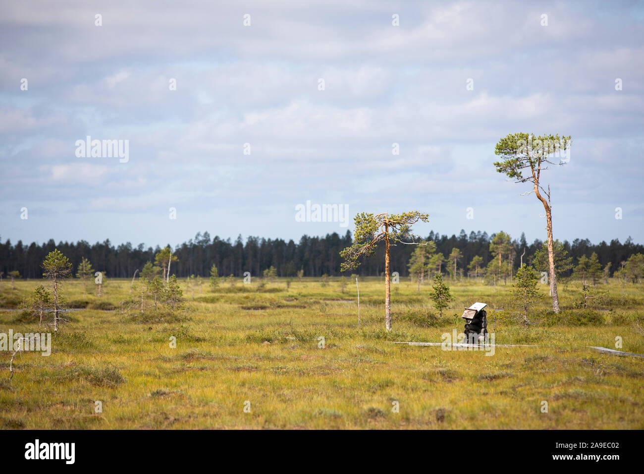Finland, marshy landscape Stock Photo - Alamy