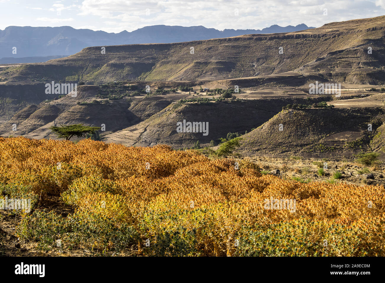 Saflor flower field between in Tigray, Northern Ethiopia, Africa Stock ...
