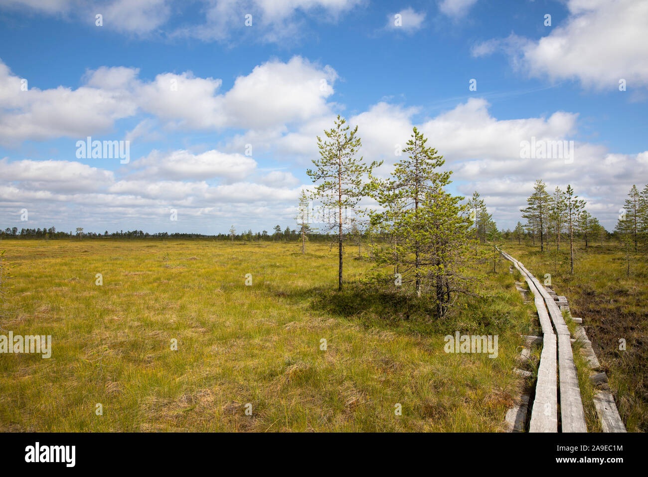 Finland, marshy landscape Stock Photo - Alamy