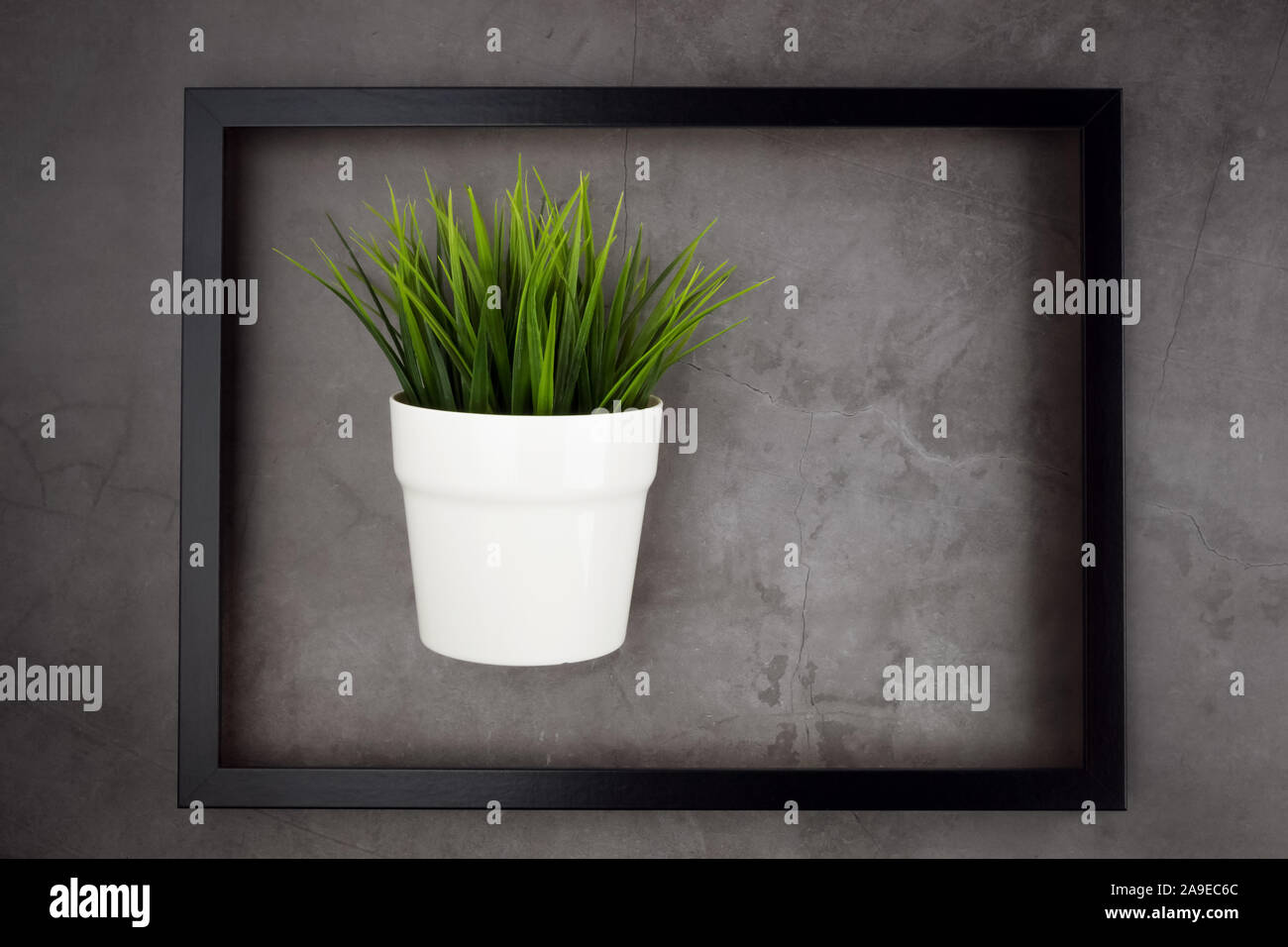 Flower in a pot in a black frame on a gray background, top view, layout ...