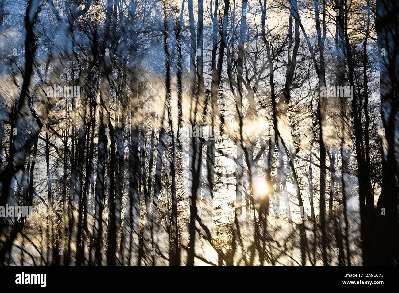 Multiple exposure, trees, the sun Stock Photo - Alamy