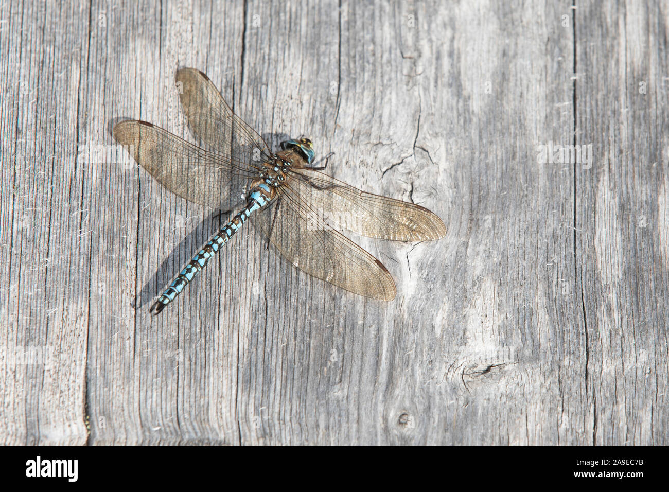 Bulk dragonfly hi-res stock photography and images - Alamy