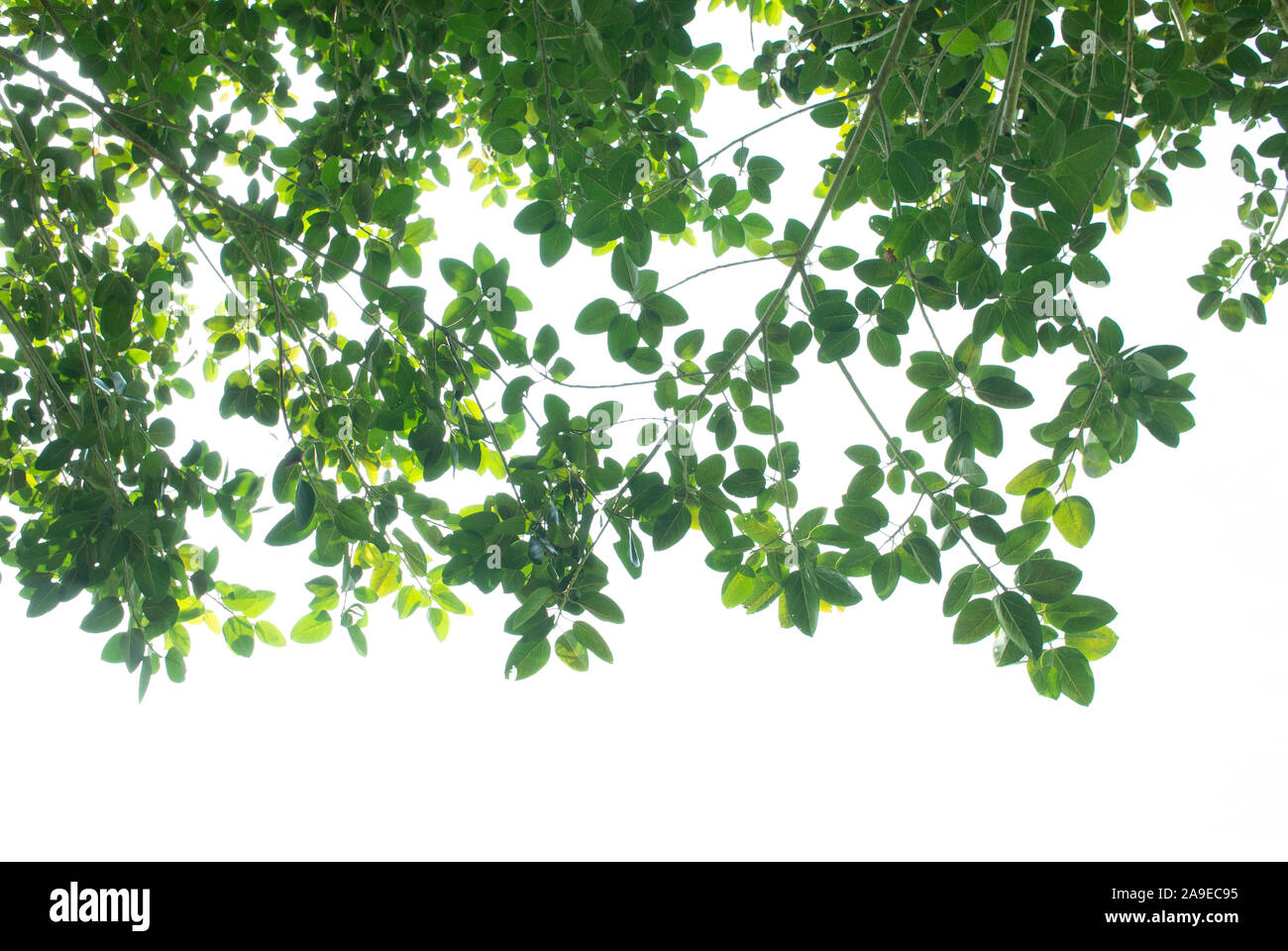 Dappled light through leaves hi-res stock photography and images - Alamy