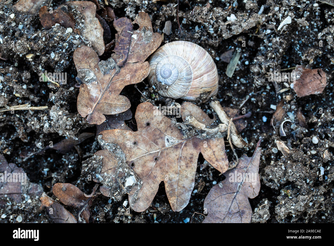 snail house, leaves, floor, frost Stock Photo - Alamy