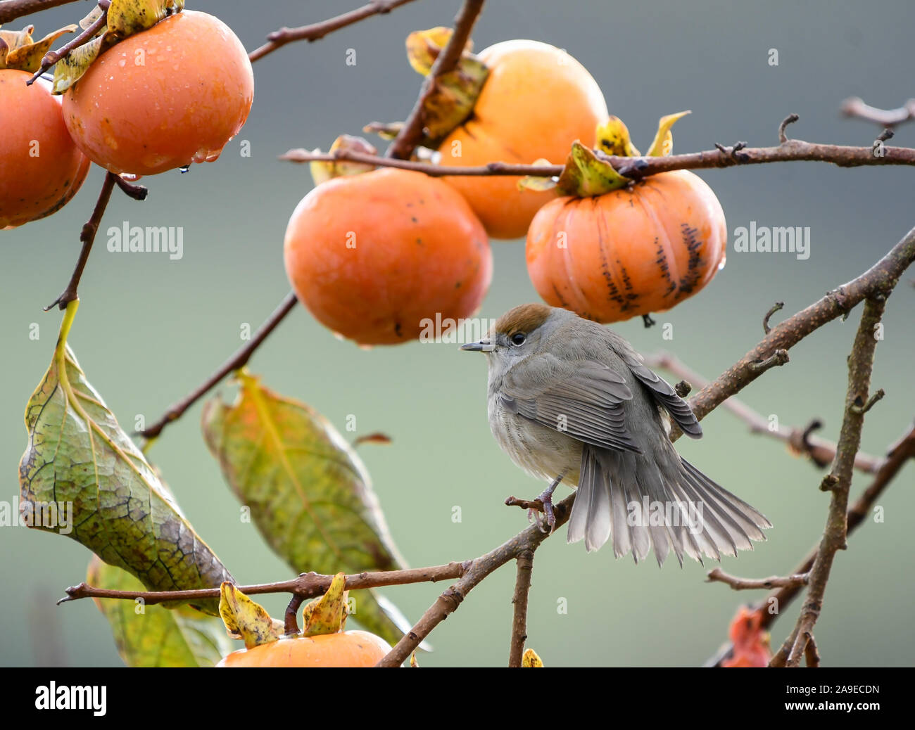 Birds with attitude hi-res stock photography and images - Alamy