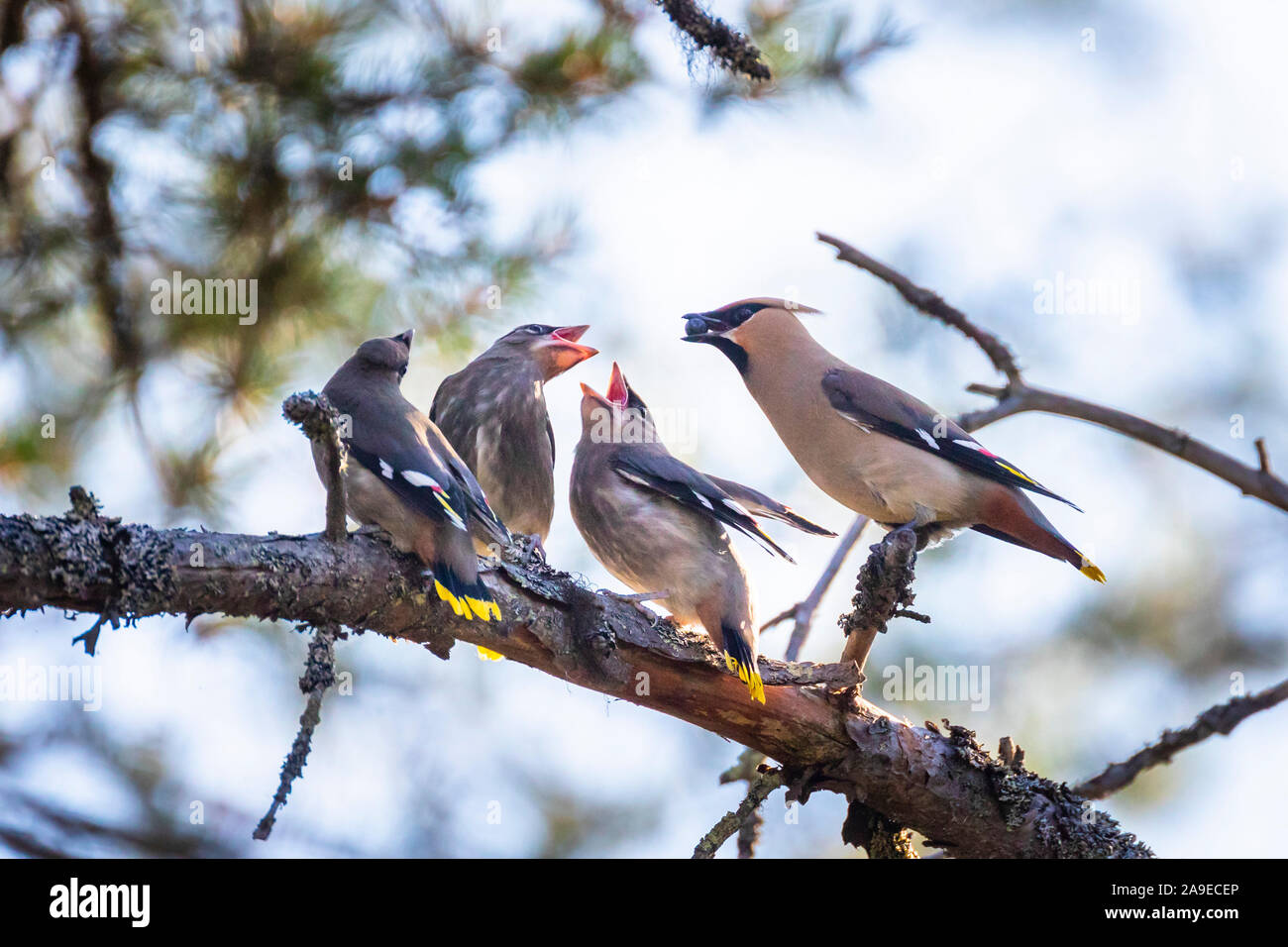 Boisterous behaviour hi-res stock photography and images - Alamy