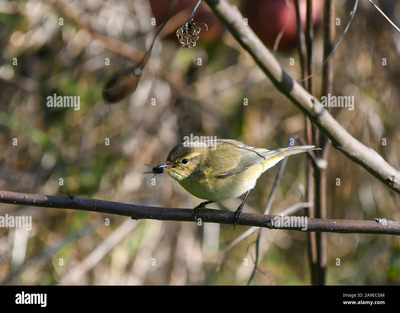 Birds catching insects hi-res stock photography and images - Alamy
