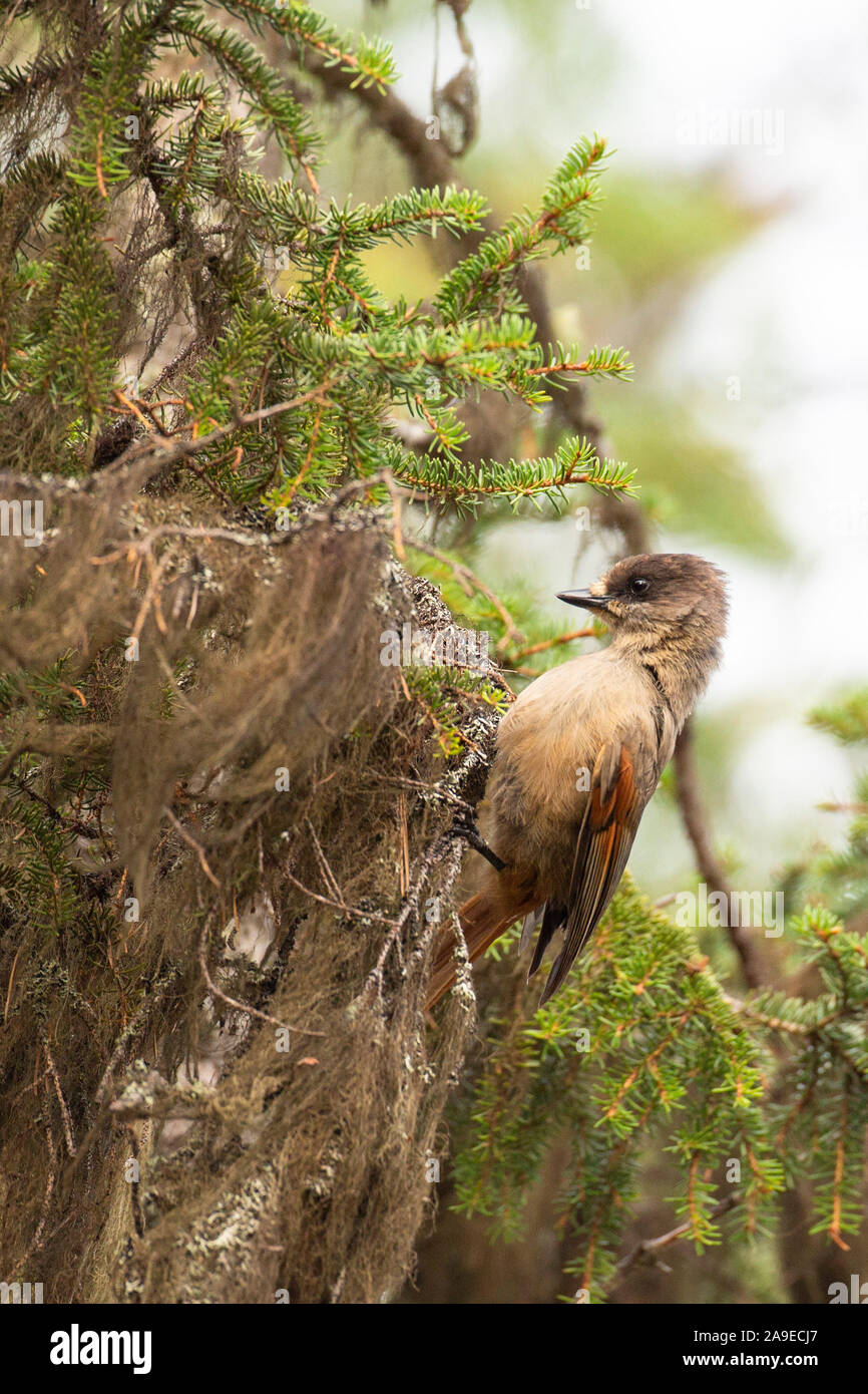 Siberian jay, Perisoreus infaustus Stock Photo - Alamy