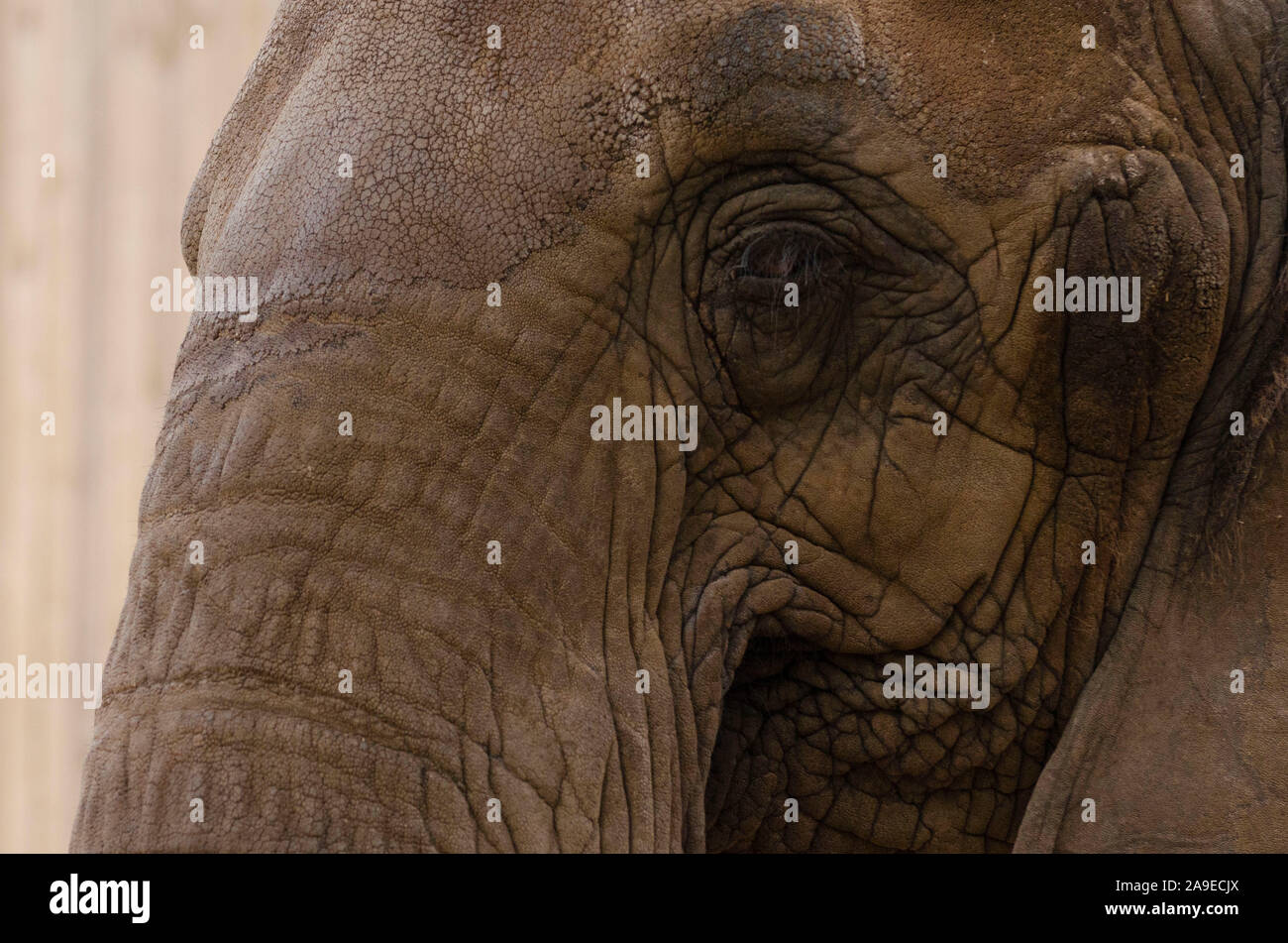 Elephants Face High Resolution Stock Photography and Images - Alamy