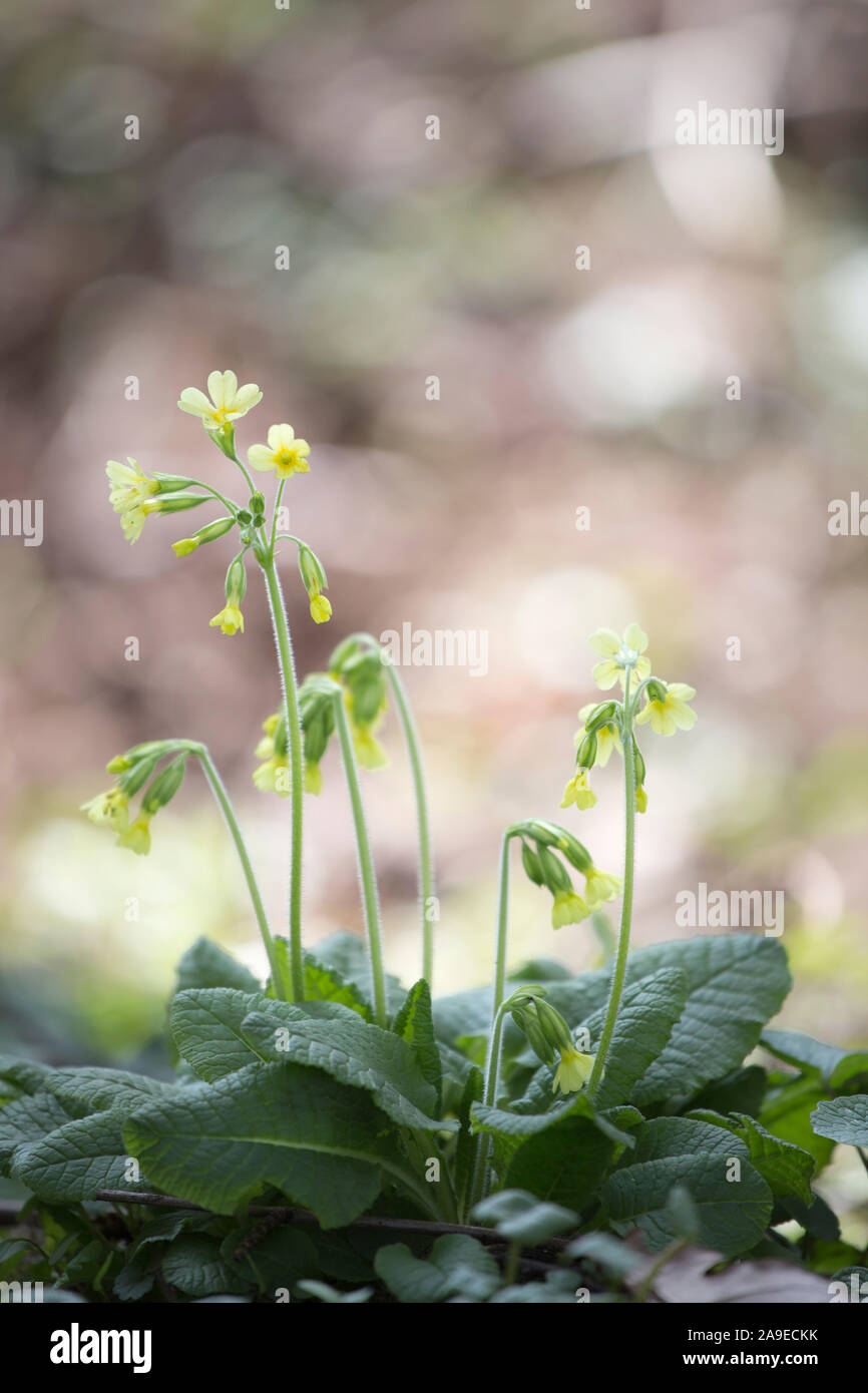 blossoming forest primrose, Primula elatior, high primrose, cut out ...