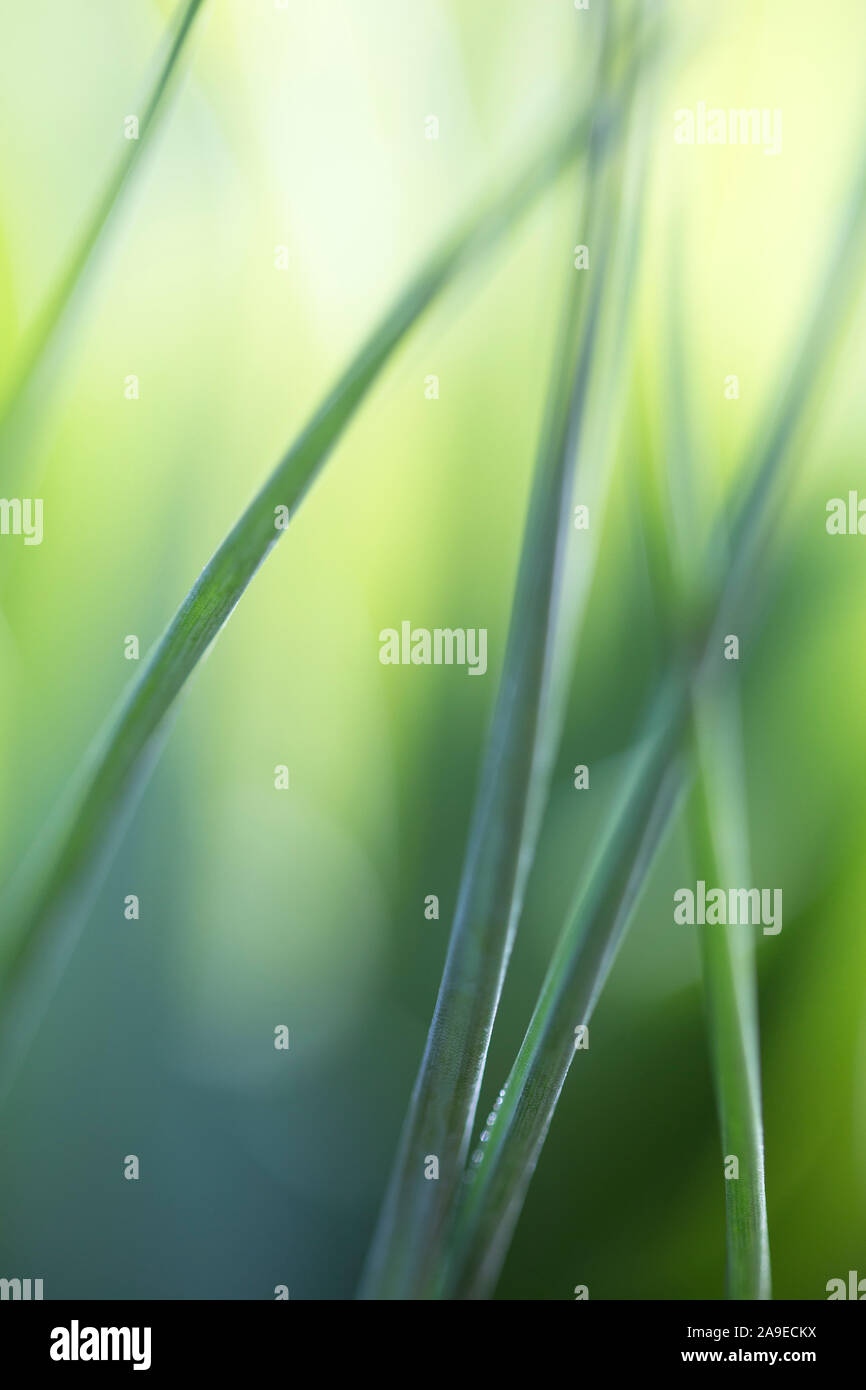 green spring bokeh Stock Photo - Alamy