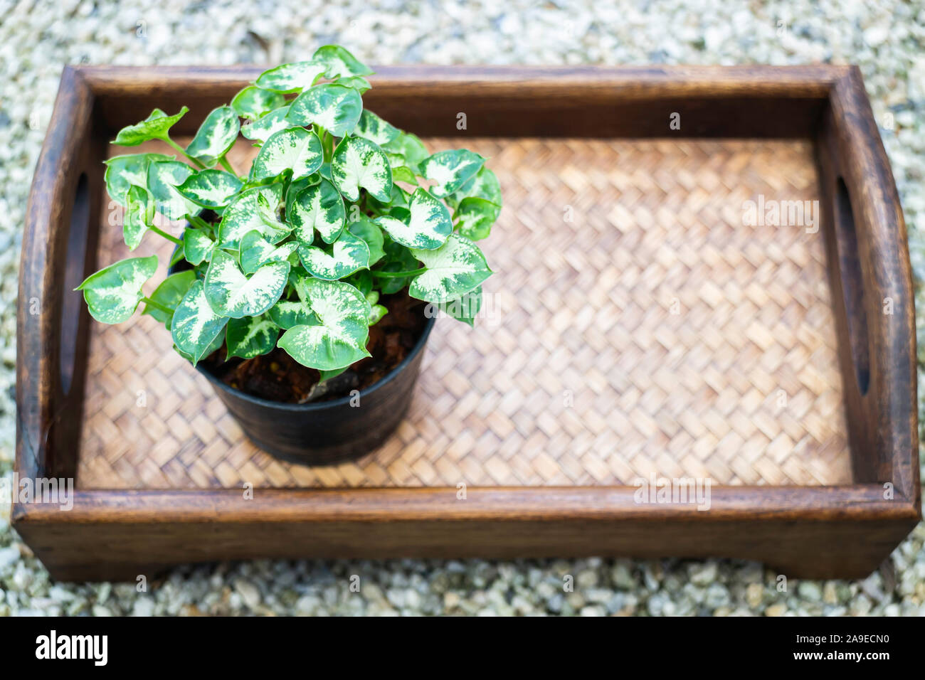 Mini green leaves plant pot, stock photo Stock Photo - Alamy