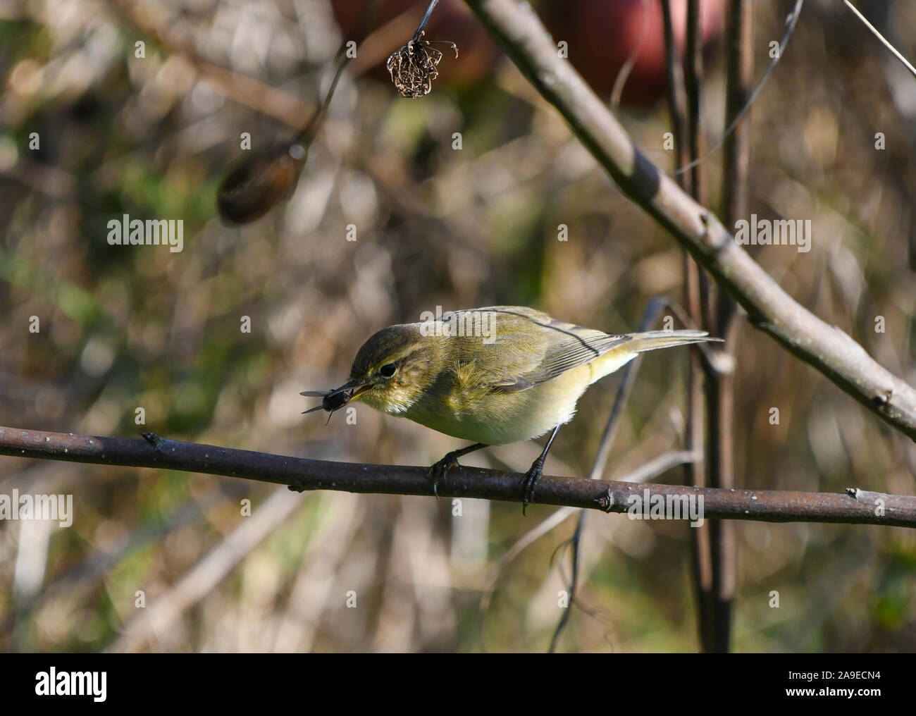 Birds catching insects hi-res stock photography and images - Alamy