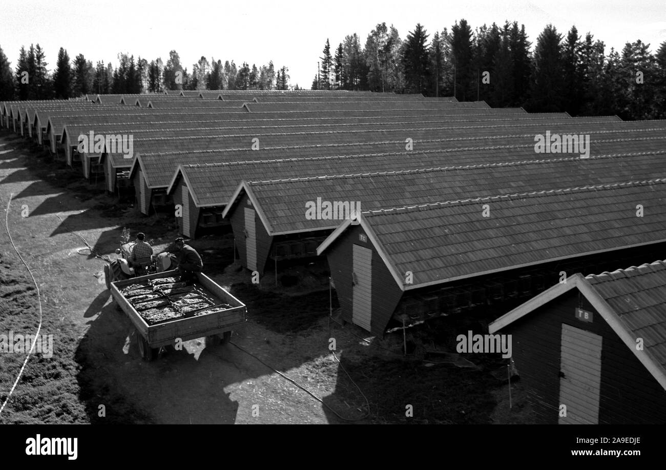 Mink farming 1960s hi-res stock photography and images - Alamy