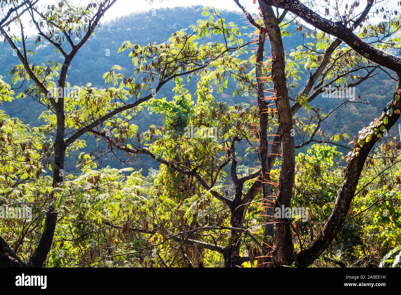 travel to South Korea - green acacia trees in mountain forest of ...