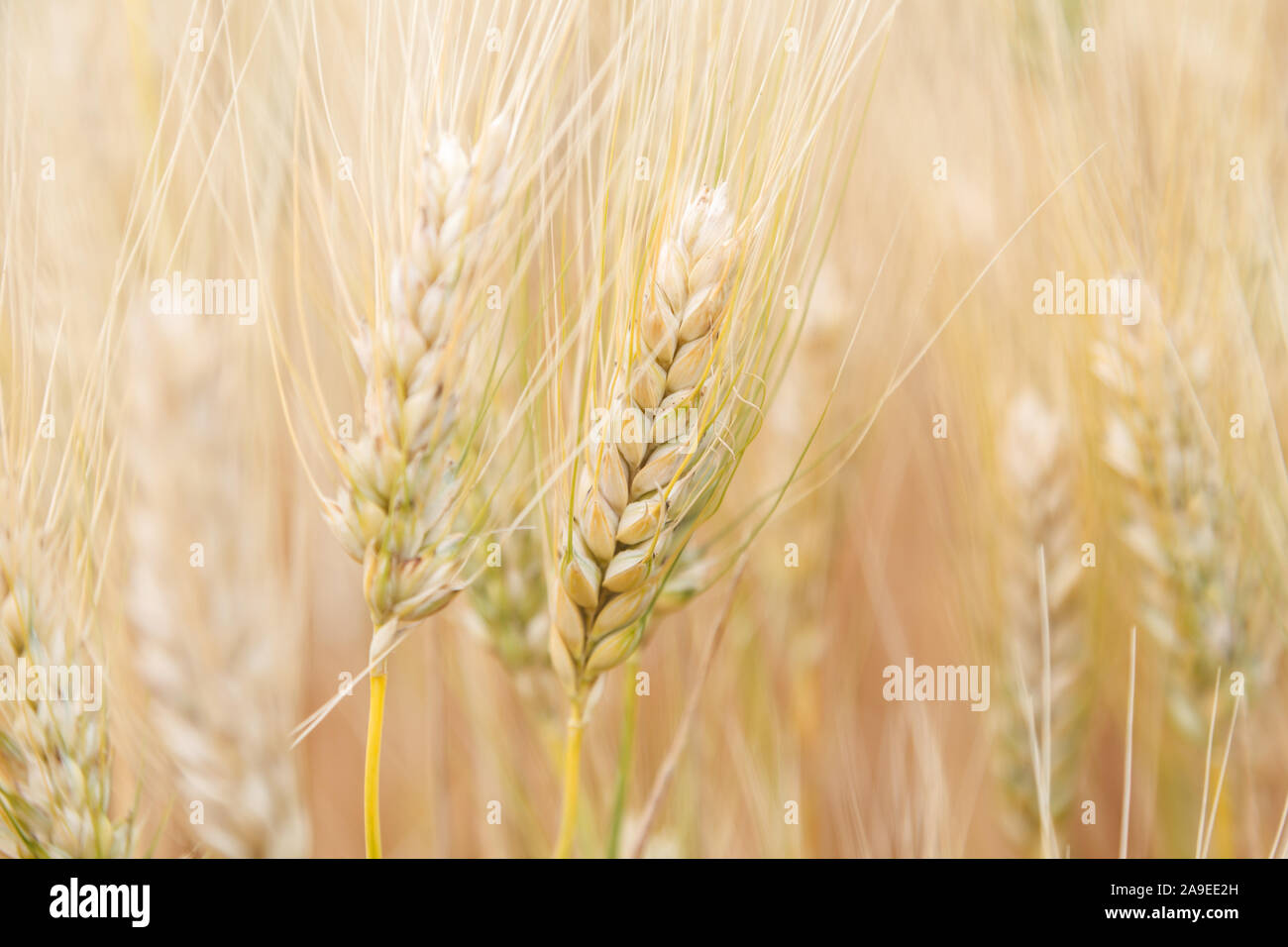 Food background medium grain hi-res stock photography and images - Alamy