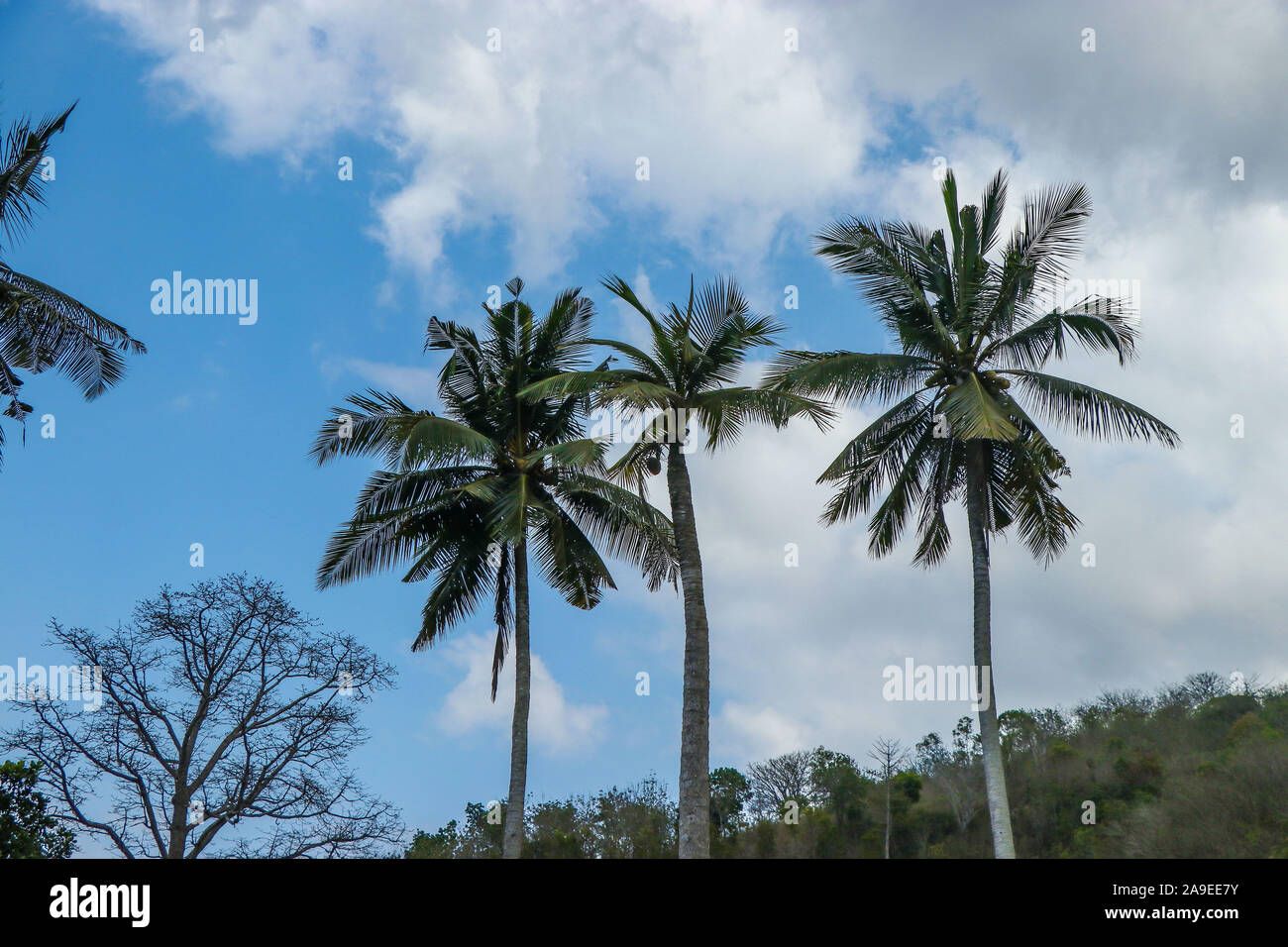 Tall coconut palms hi-res stock photography and images - Alamy