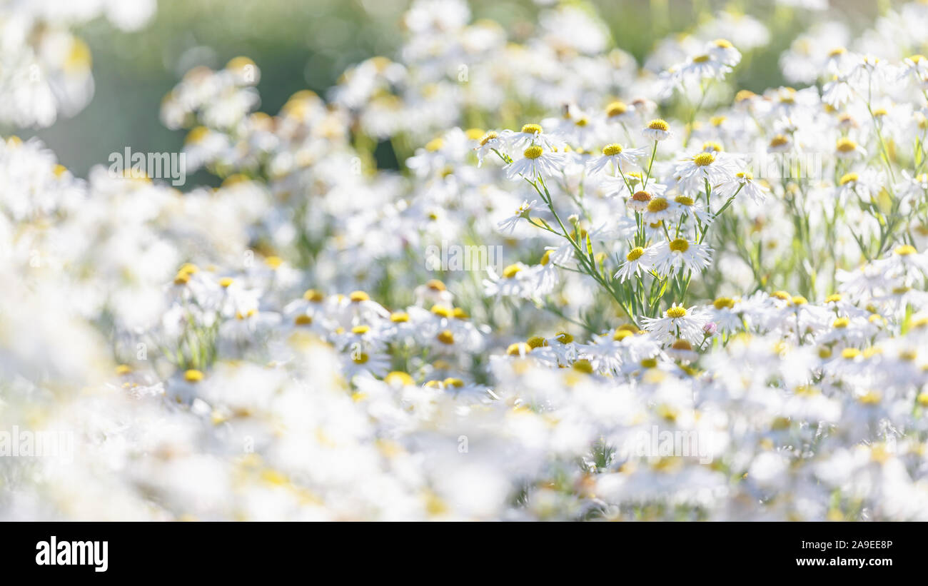 Summery background, texture, with copy space, white blossoms, blur ...