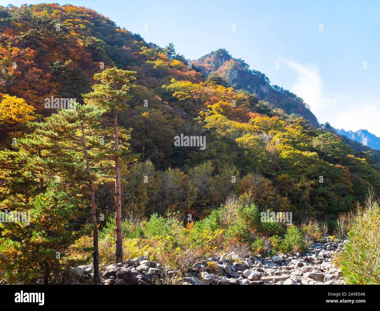 travel to South Korea - pine trees near dry river in colorful mountains ...