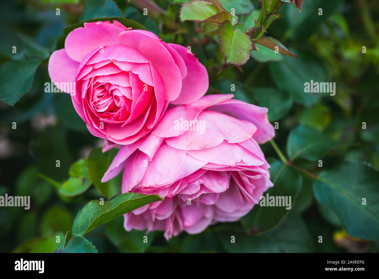 Two red roses rose garden hi-res stock photography and images - Alamy