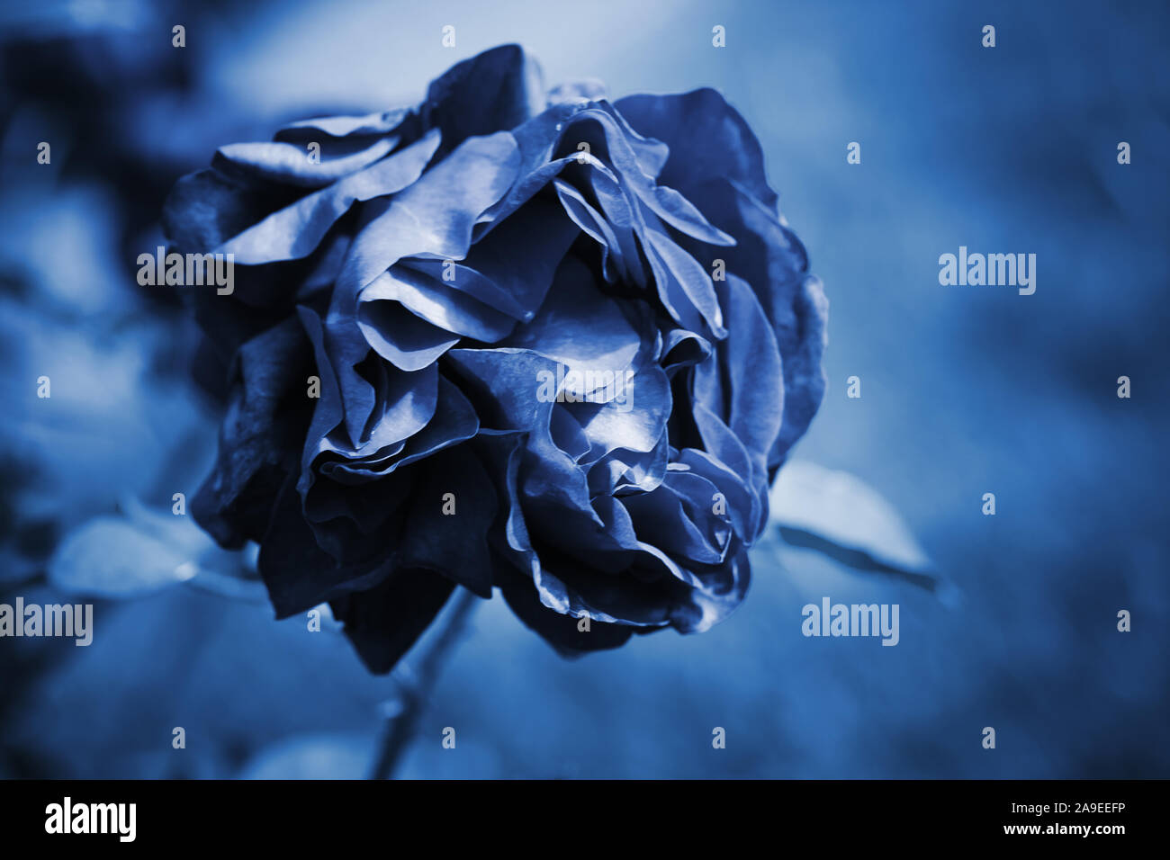 Faded blue rose flower, stylized background photo with soft selective ...