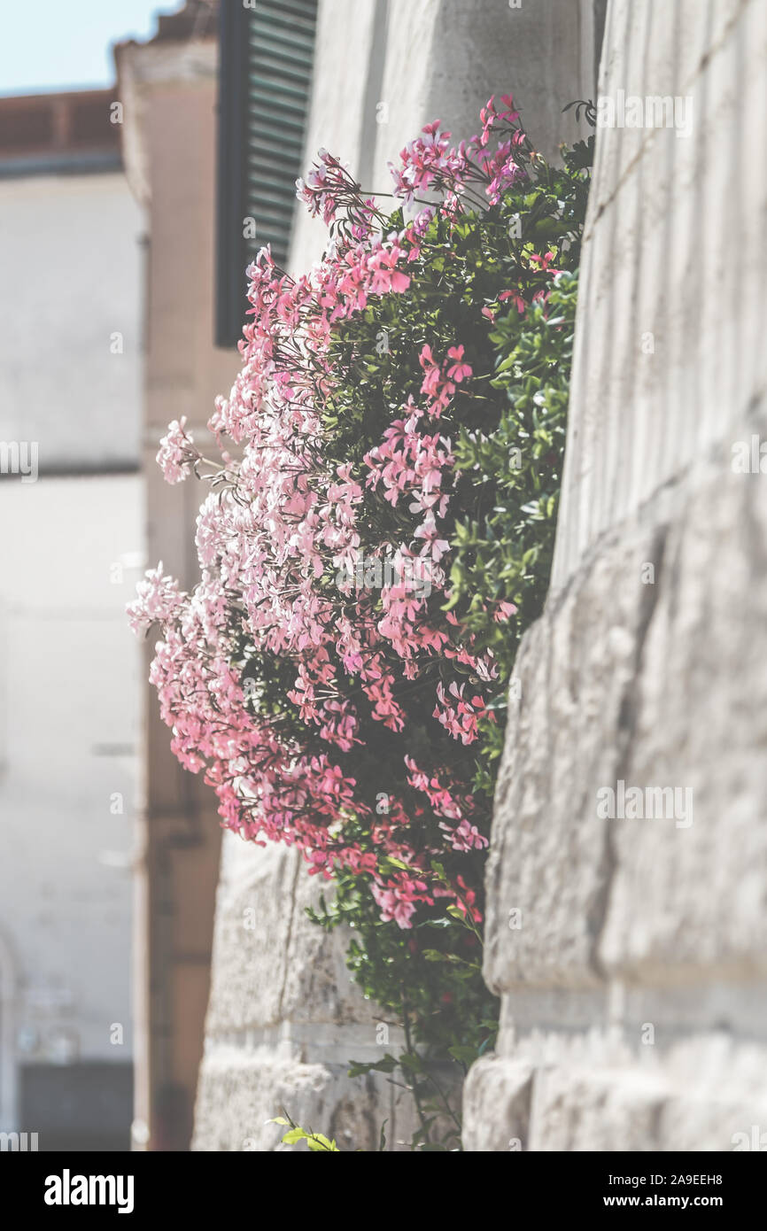 Pink geraniums, Pelargonien (Pelargonium), in a balcony case in Italy ...
