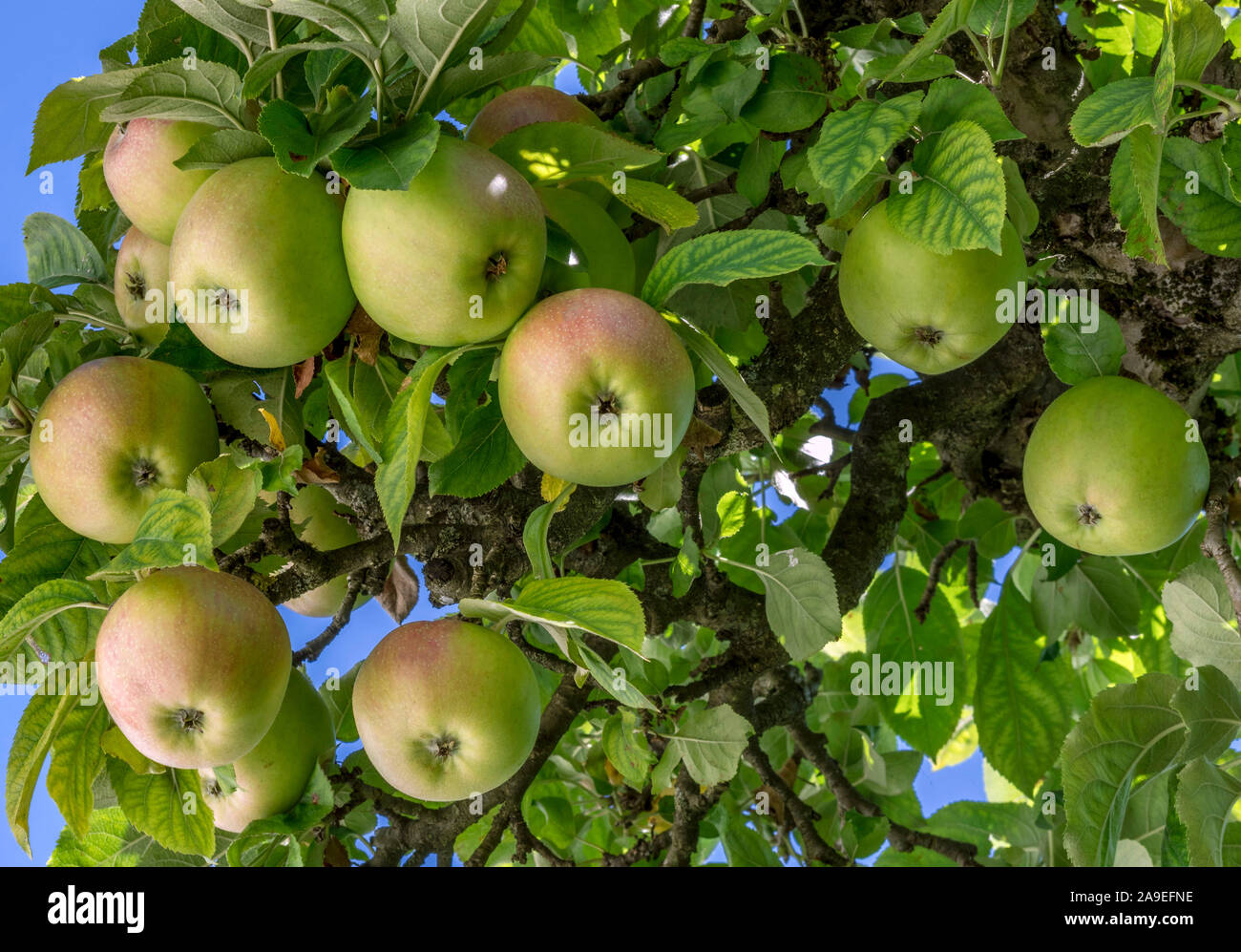 Fruits hang down hi-res stock photography and images - Alamy