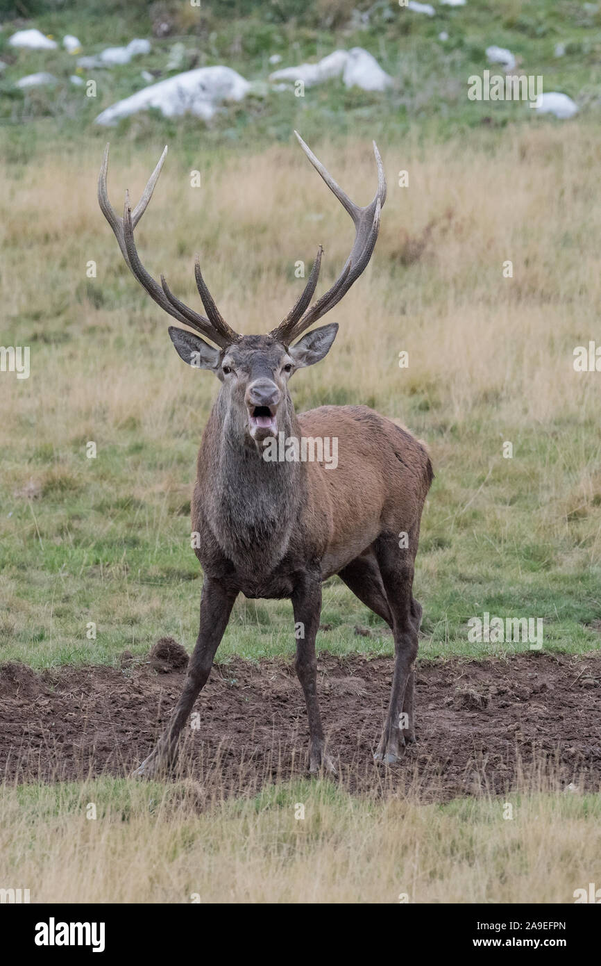 Red deer male in rutting season, Alps mountains Stock Photo - Alamy