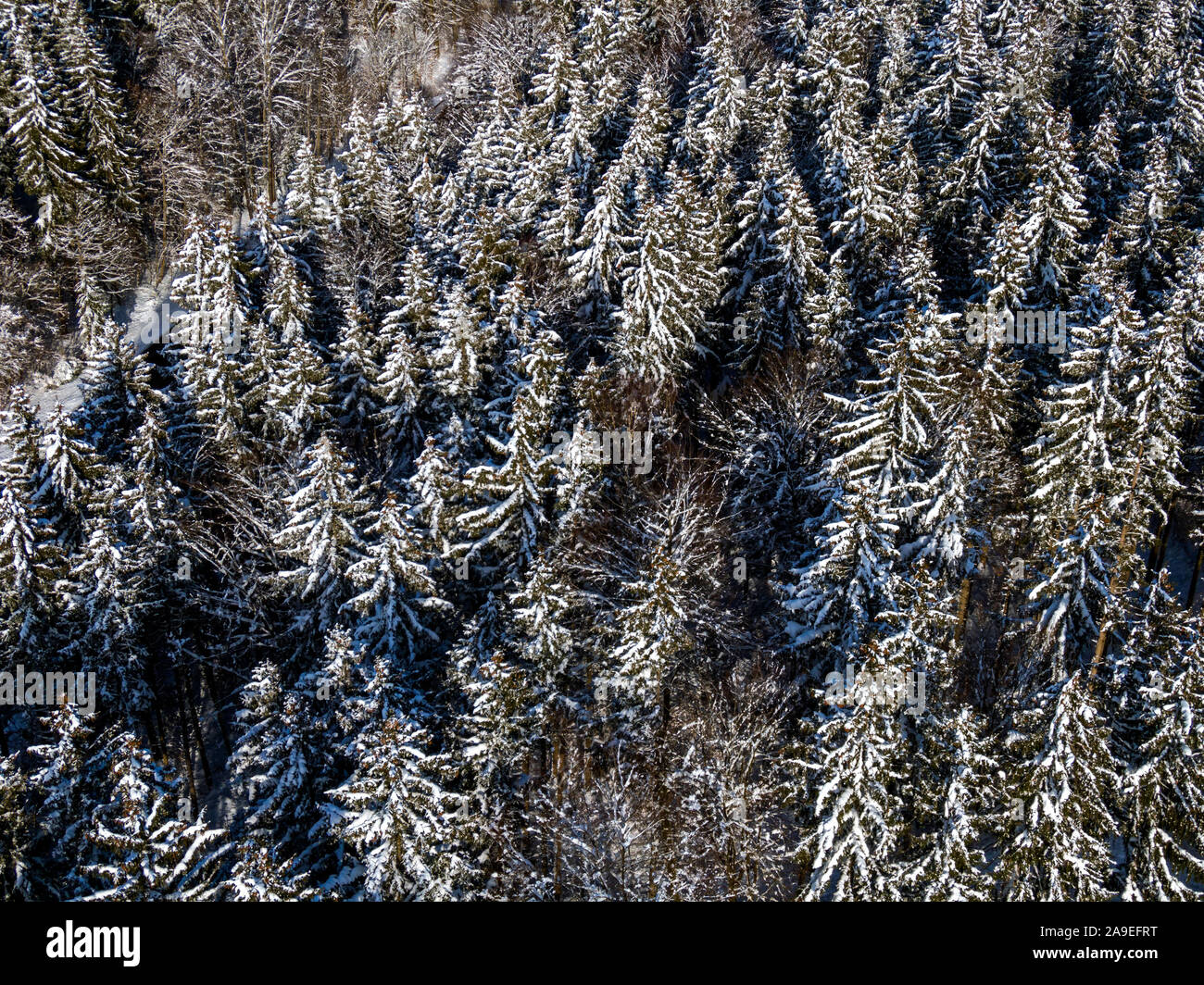 Winter landscape with snow-covered spruce trees, Ambach, Upper Bavaria ...