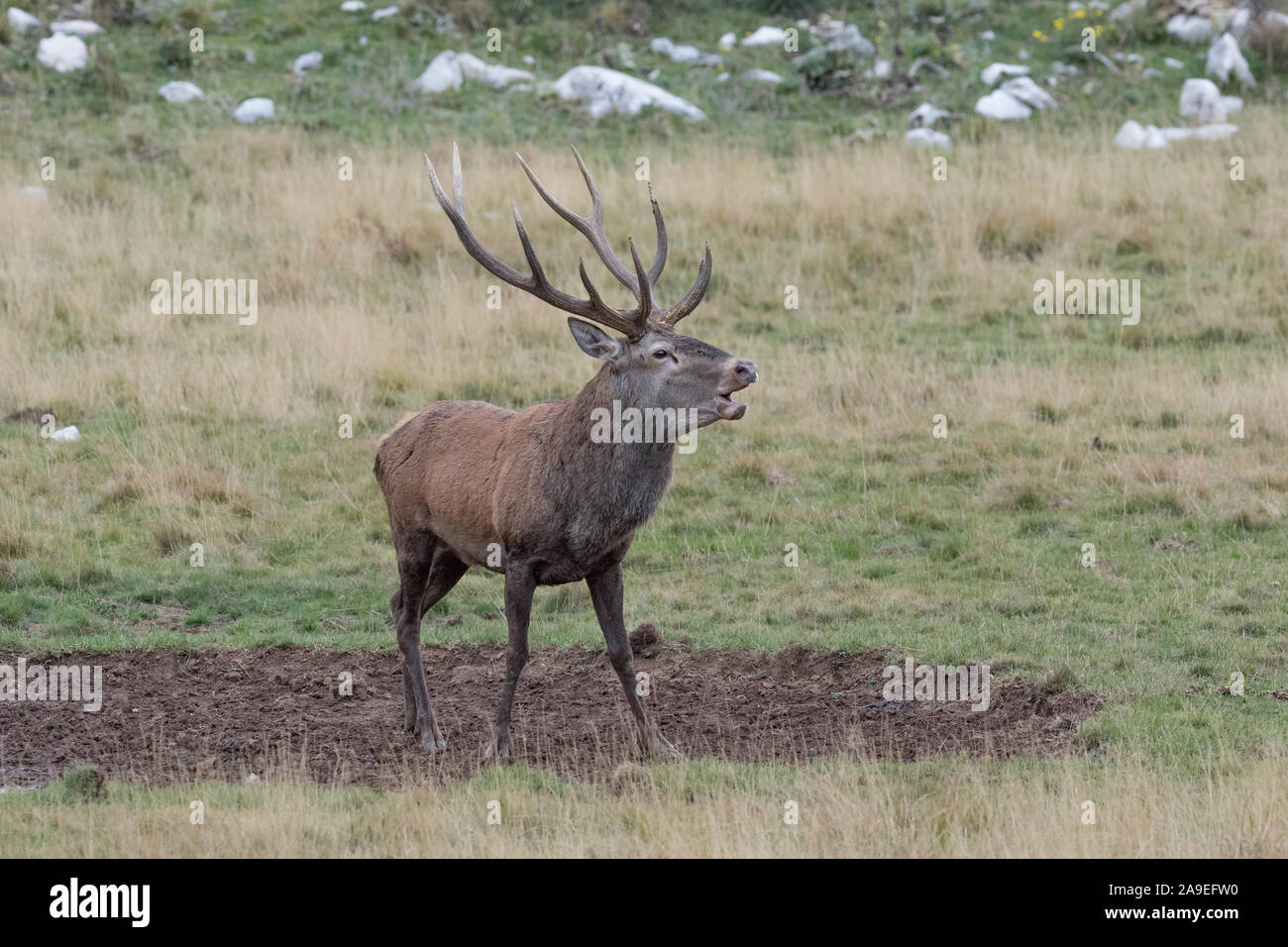 Red stag deer king of the hill hi-res stock photography and images - Alamy